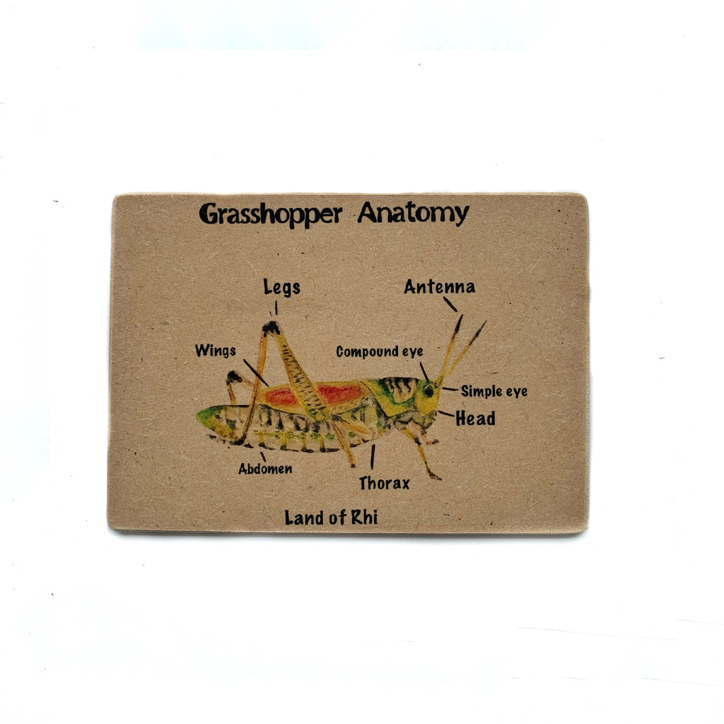 Grasshopper Anatomy Wooden Nature Learning Flash Card – Land of Rhi
