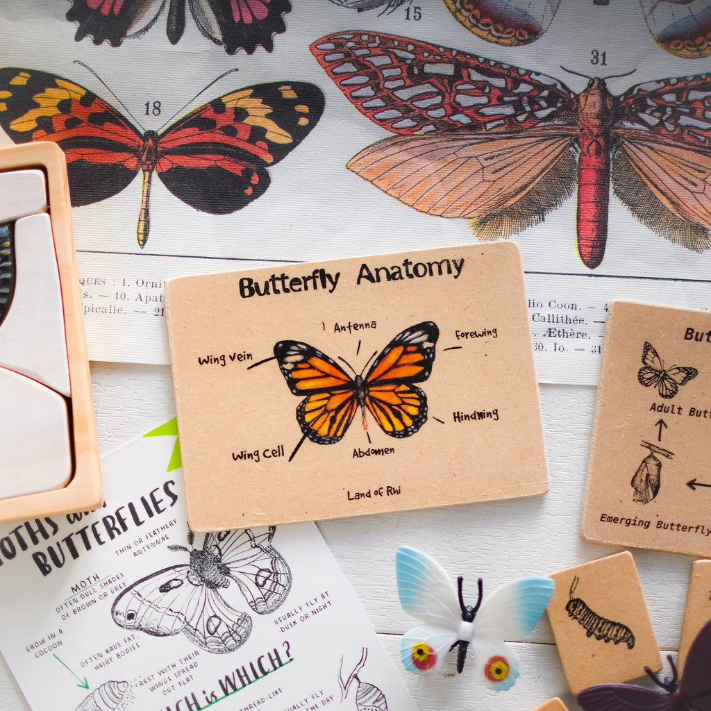 Butterfly Anatomy Wooden Nature Learning Flash Card – Land of Rhi
