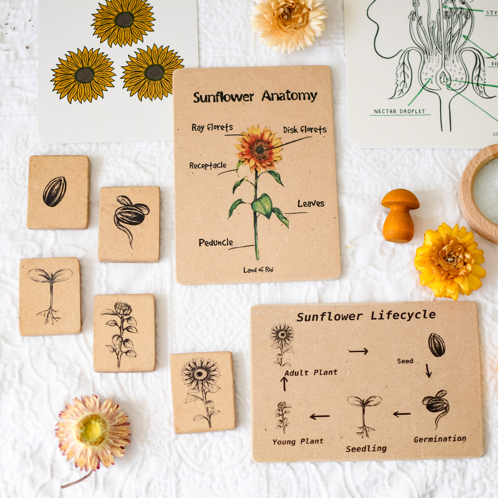 Sunflower Anatomy Wooden Nature Learning Flash Card – Land of Rhi